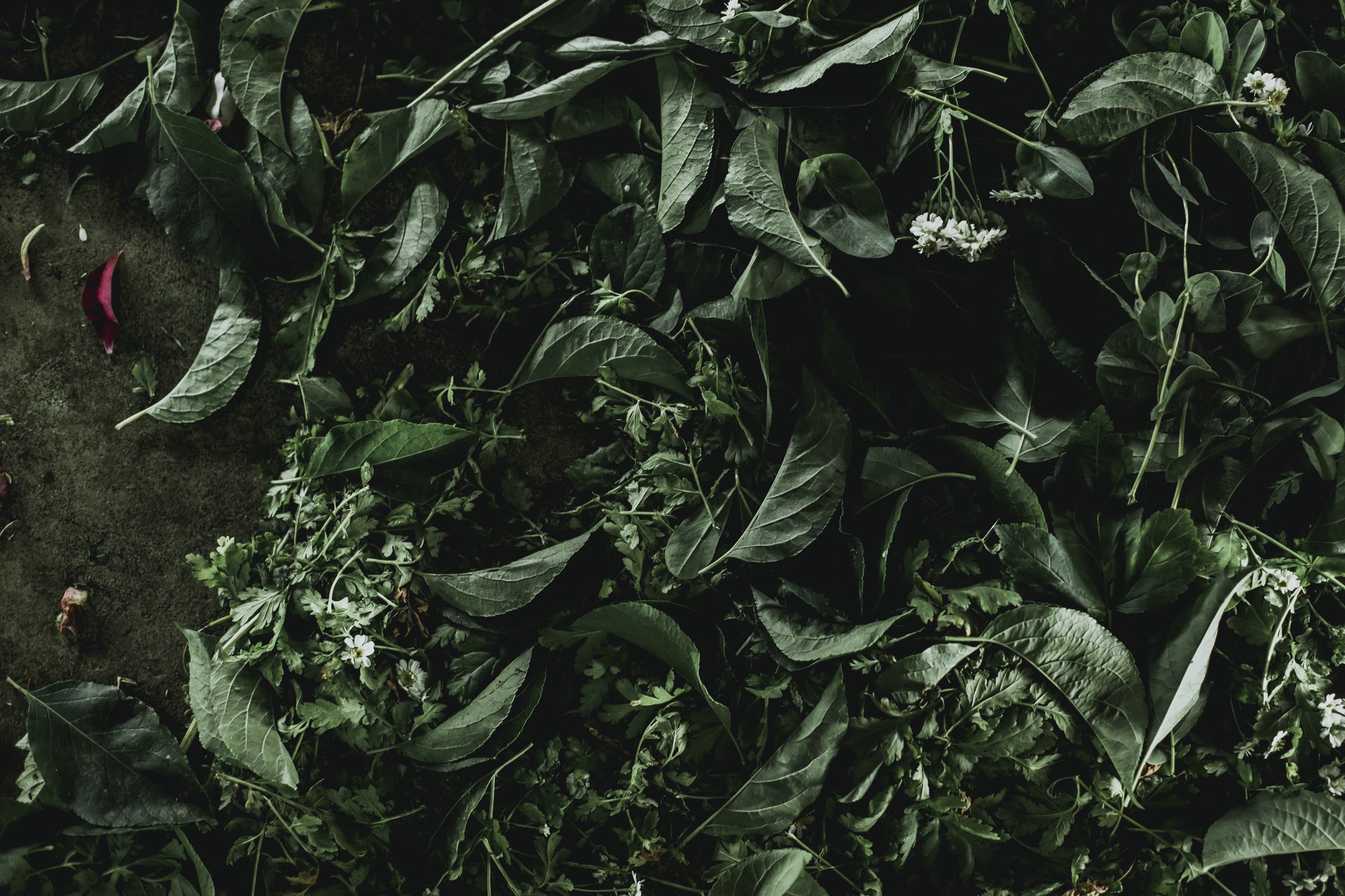 Yarrow + Sage – Yarrow & Sage